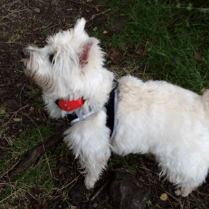 Dog Tracker Nano: Best GPS Tracking Collar For Your Dog